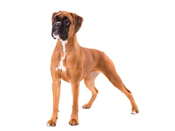 Breed Standard - MountainBoxers.com